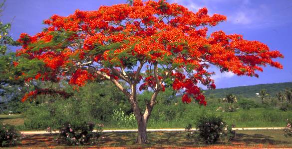 Fire Retardant Trees and Plants - Jim's Mowing and Gardening
