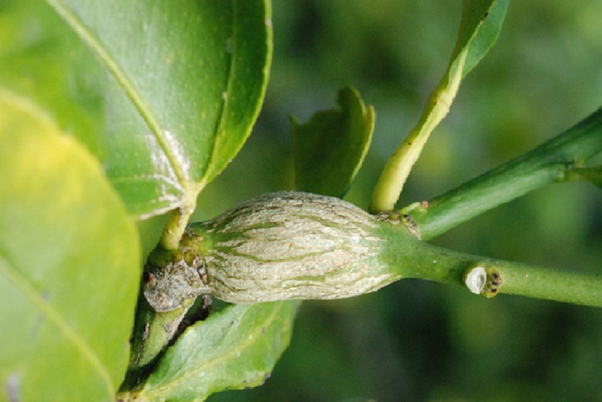Citrus Gall Wasp - Jim's Mowing and Gardening