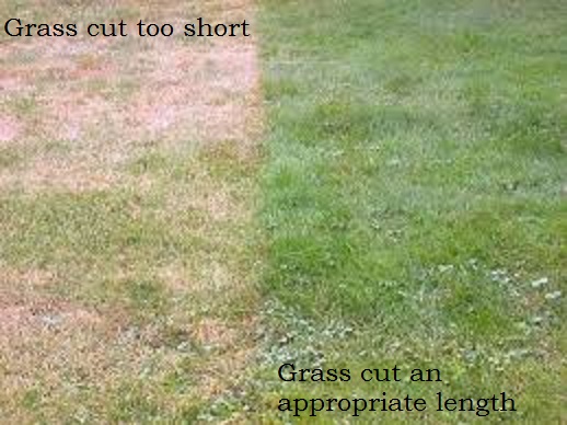 Are You Trimming the Grass Too Short? - Jim's Mowing and Gardening