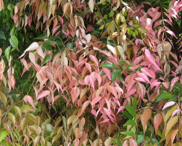 What Are the Best Lilly Pilly Varieties? - Jim's Mowing and Gardening